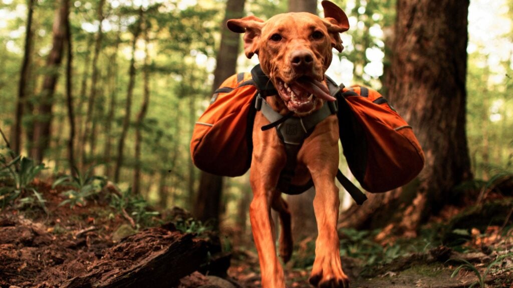 The Best Gear for Running with Your Dog - RUN | Powered by Outside