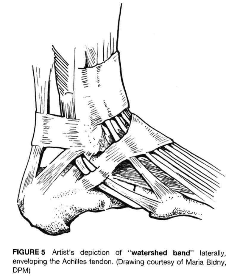 The Achilles Tendon: What Goes Wrong for Runners
