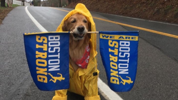 Everyone's Favorite Boston Marathon Dog Memorialized with Statue