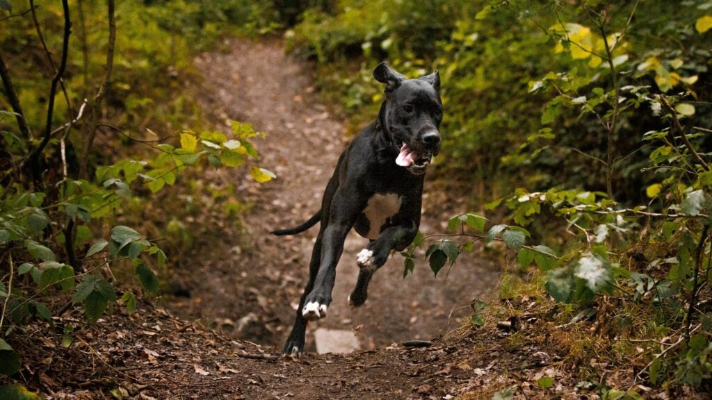 What to Do if Your Trail Dog is Obsessed With Wildlife