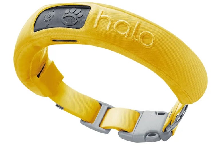 The Best GPS Collars For Active Dogs