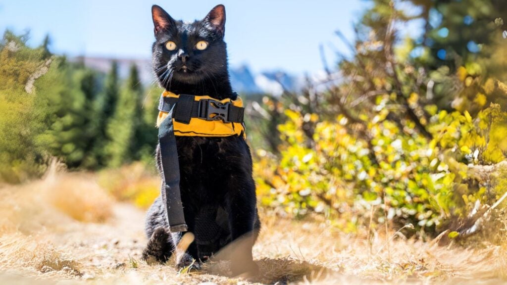 Why Cats Make the Perfect Pets for Runners